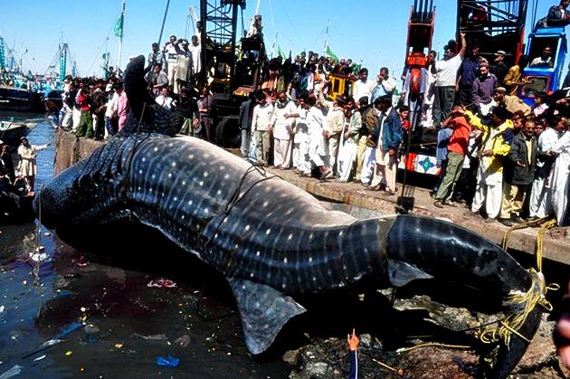 Gambar Ikan Paus Raksasa, Paus Putih | GambarBinatang.Com