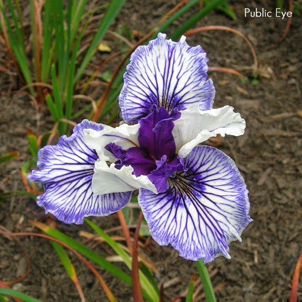 World of Irises: Garden Visit: Pacific Coast Iris at Leonine Iris ...