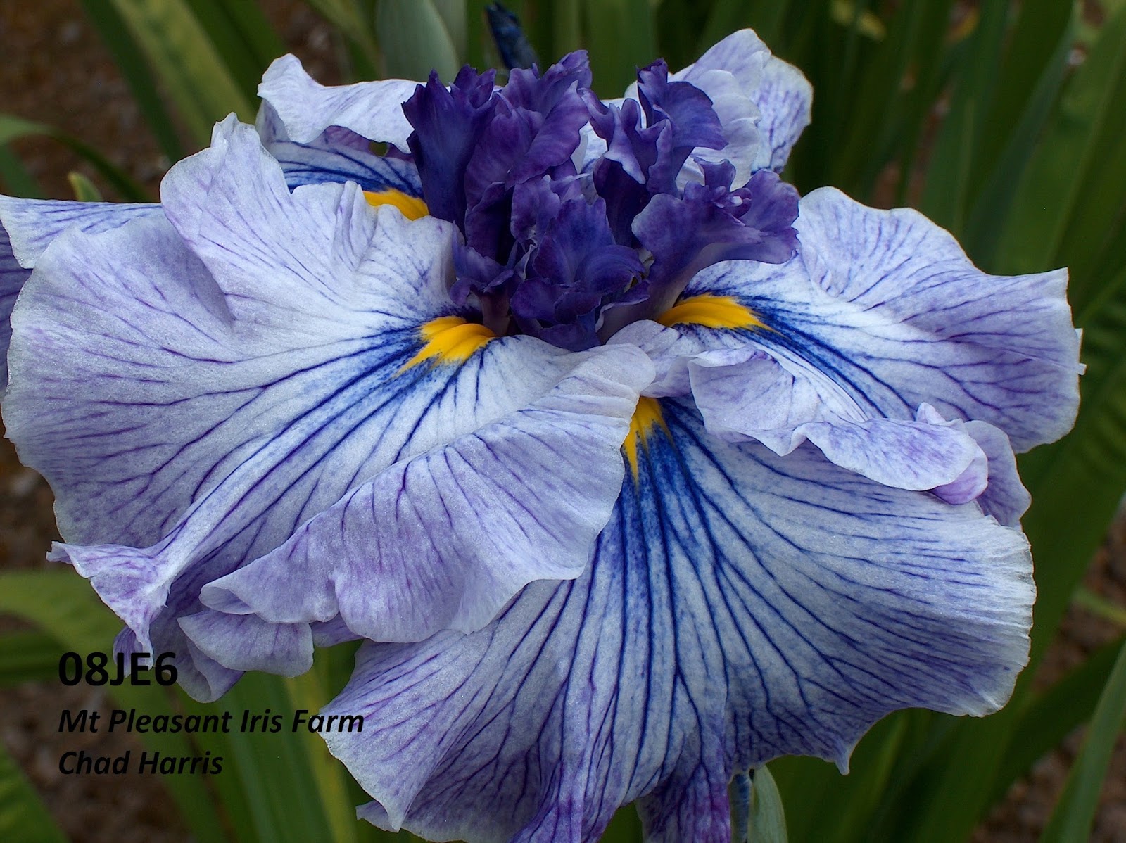 World of Irises: A Japanese Iris Cross for Beginners