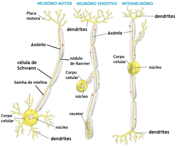 Ciências - 9º Ano: Neurônios e Sinapses
