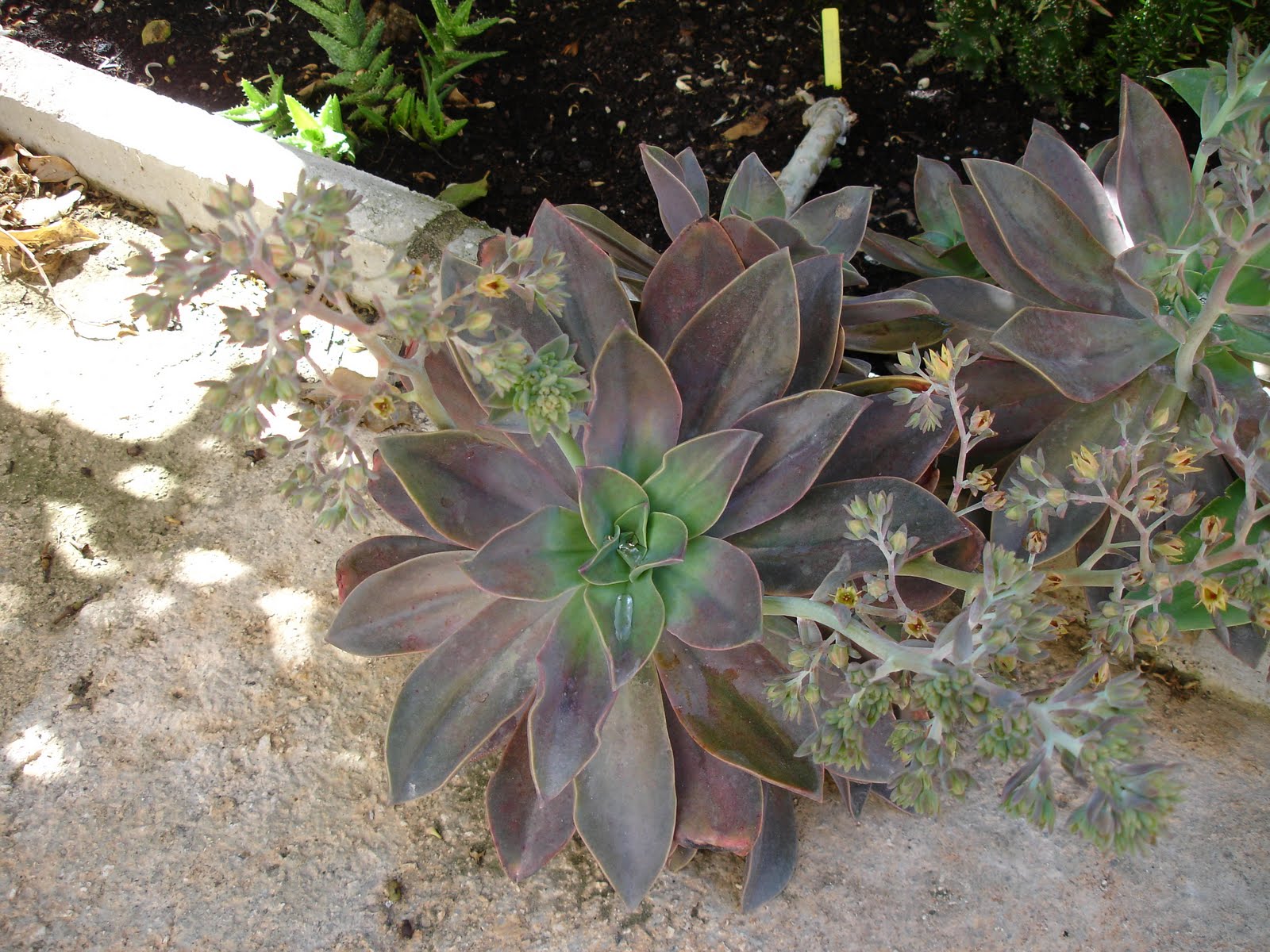 Graptoveria 'Fred Ives'