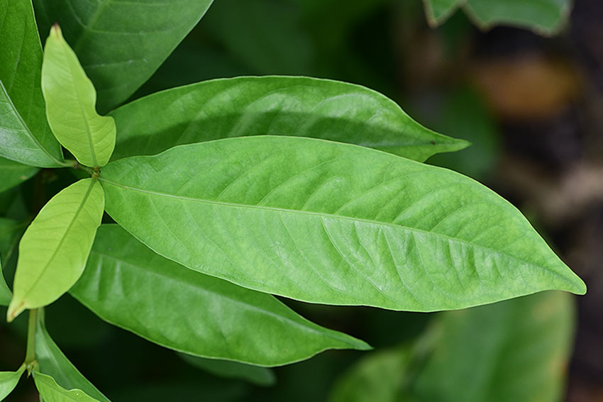 Ixora Plant Leaf