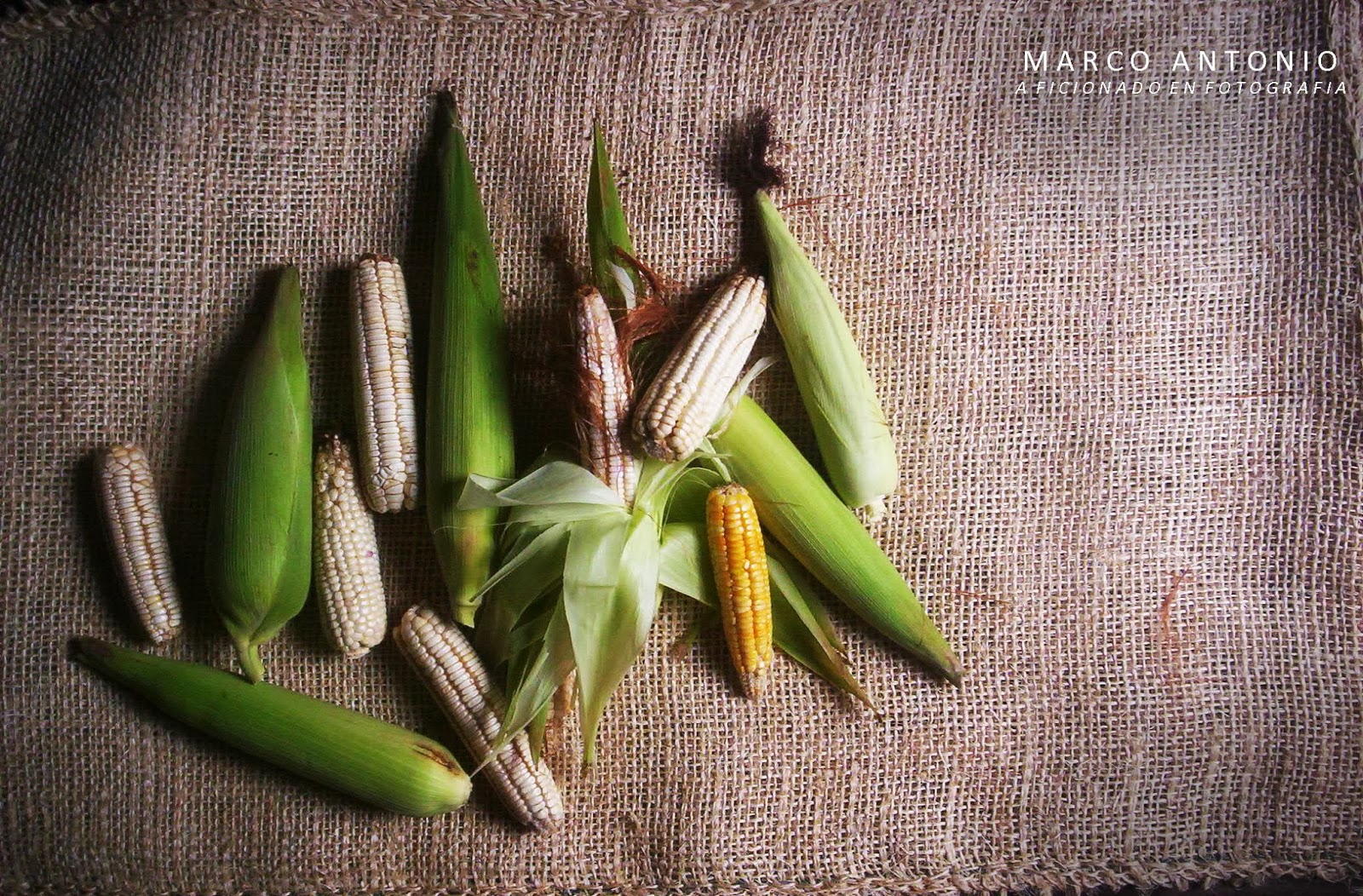 Vistazoo : producciones