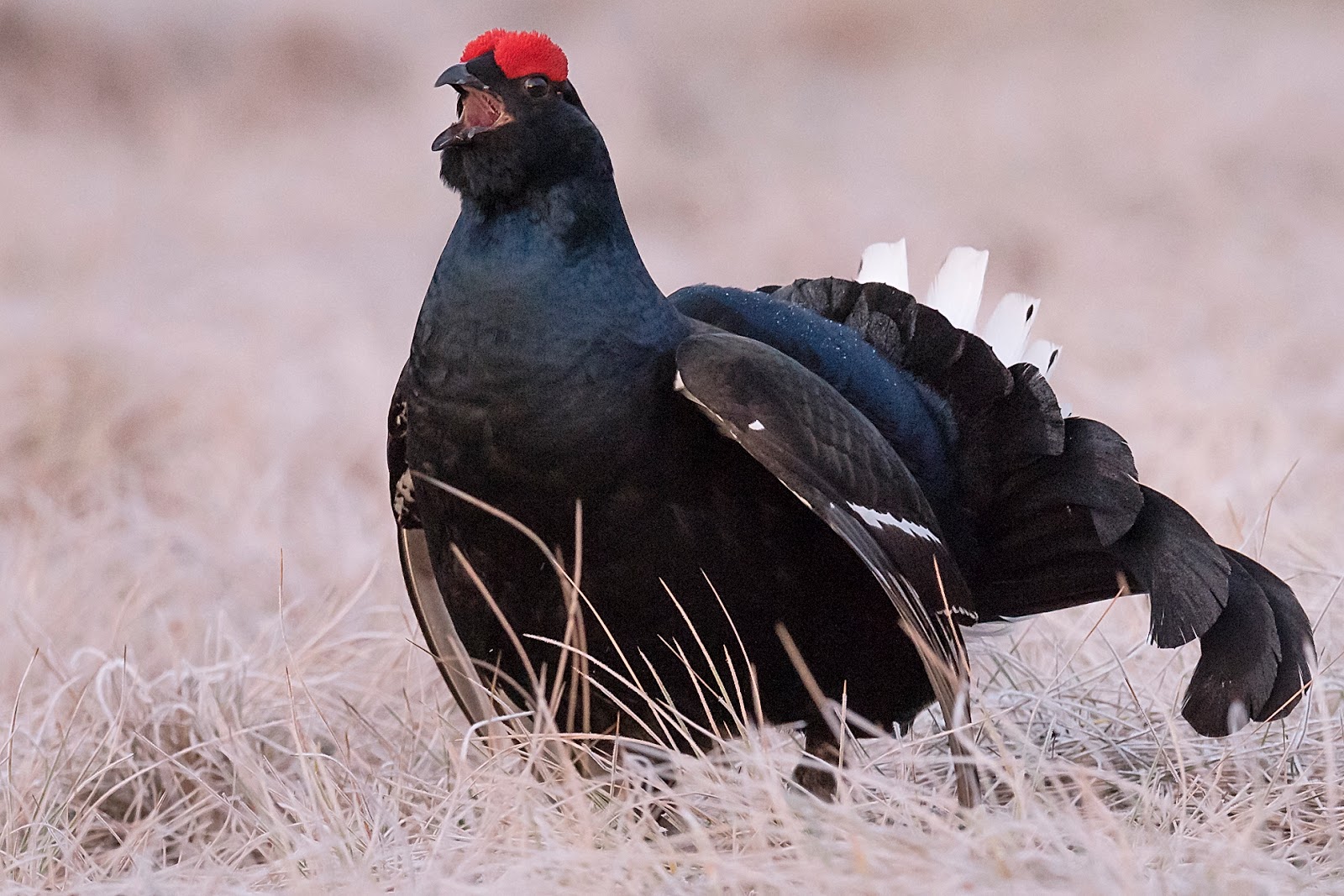 Angus-Zweden: Korhoen ; Orre