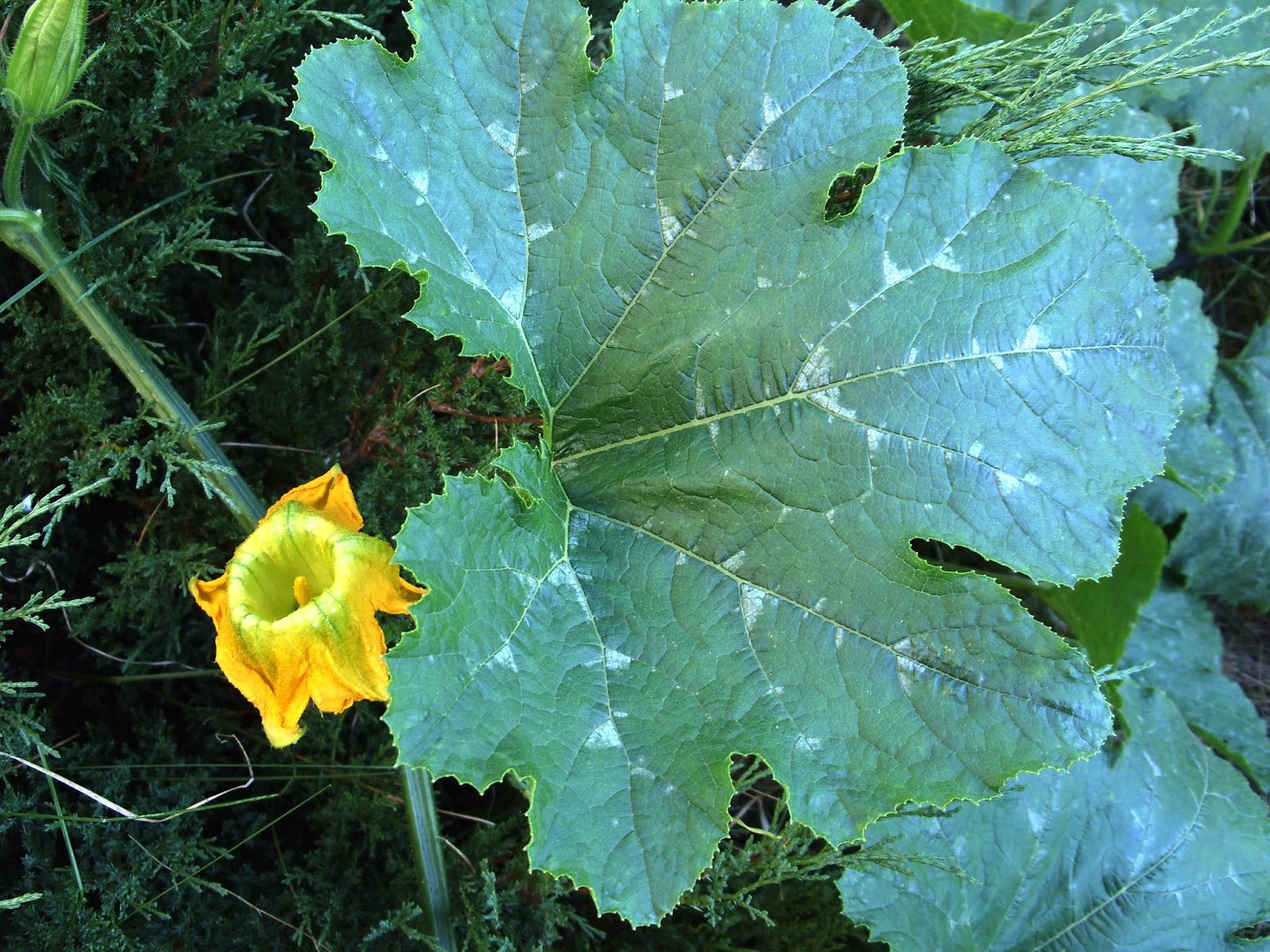 Scirpidiella's Plants: Rare Cultivated Squashes (Cucurbita sp. div.)