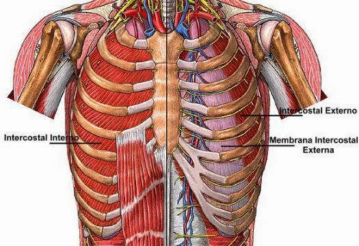 CUARTO SECUNDARIA - EL ORGANISMO HUMANO COMO UNIDAD COMPLEJA Y SU ...