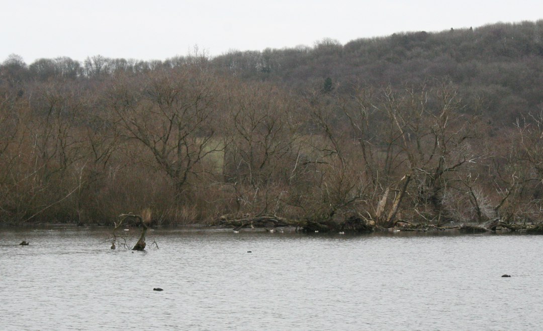 Discover Yorkshire's Wildlife: YWT Denaby Ings - 3 March 2013