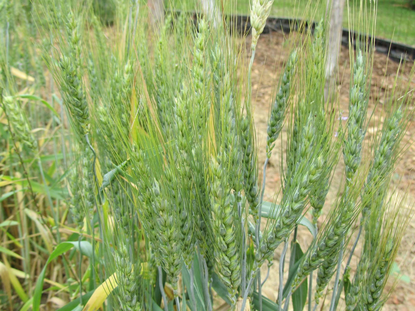 Enrich Your Soil with Cover Crops – ONE HUBCAP FARM | Blythewood, SC