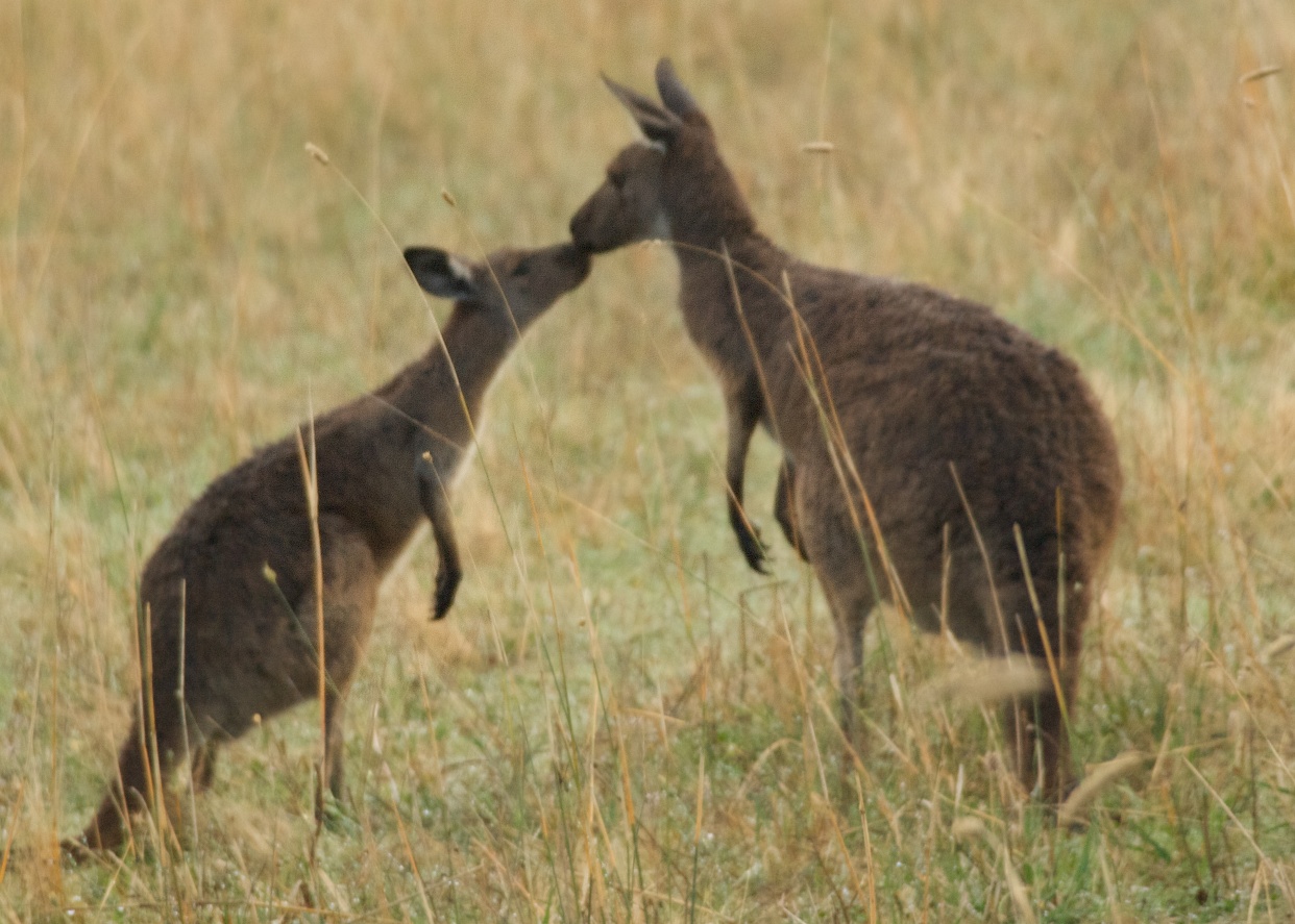 Akron Kangaroo Worth1000 Kangaroo Dk Effects Sources Primary ...