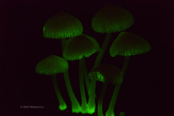The rainforests of Borneo & Southeast Asia: Bioluminescence mushroom ...