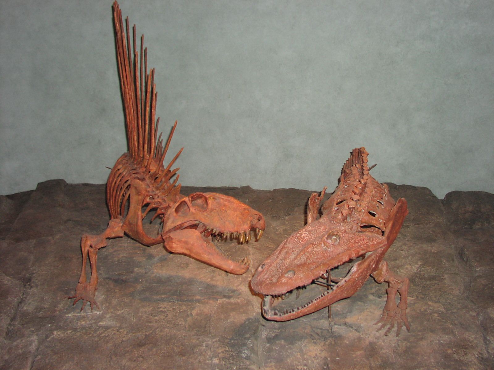 Eryops Skeleton