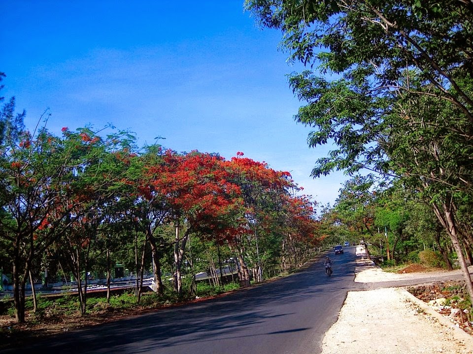 GMIT LAHAIROI TUAKSABU LASIANA BARAT: Bunga SEPE tanda NATAL suu dekat ...