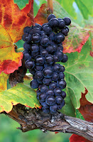 The Sommelier Update: Noble Grapes
