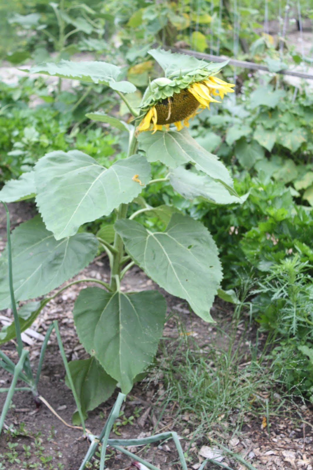 Paintings by Maria Waye