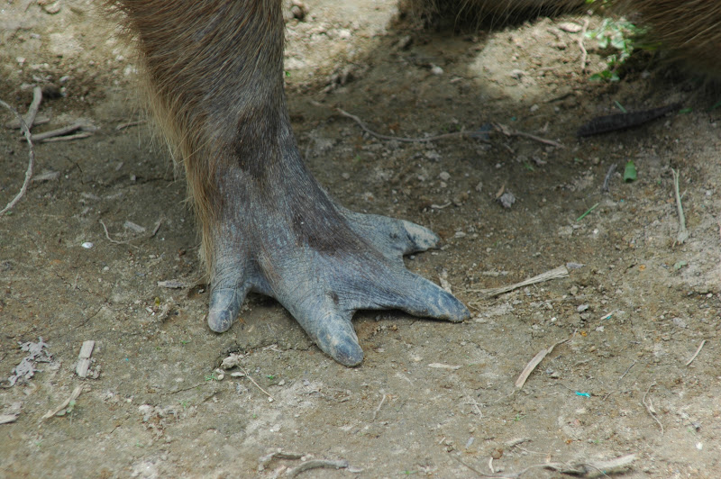 We moved from Chicago to Cuenca: We went to see the Jungle and Volcanos