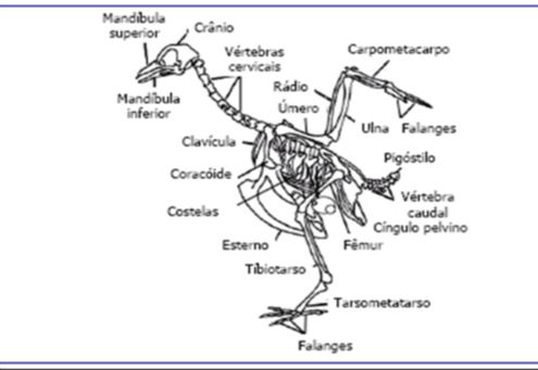 Anatomia Veterinária II - UFV 2012: Anatomia das Aves