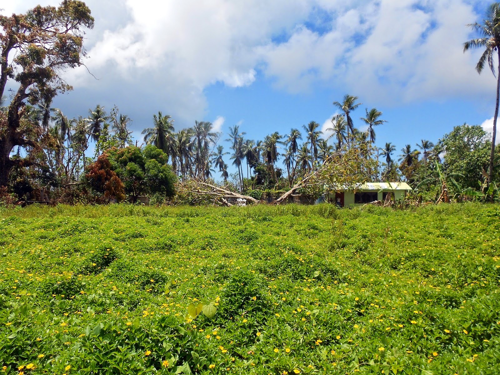 Micronesia Miracles: Romanum (Island of Chuuk) after Typhoon Maysak
