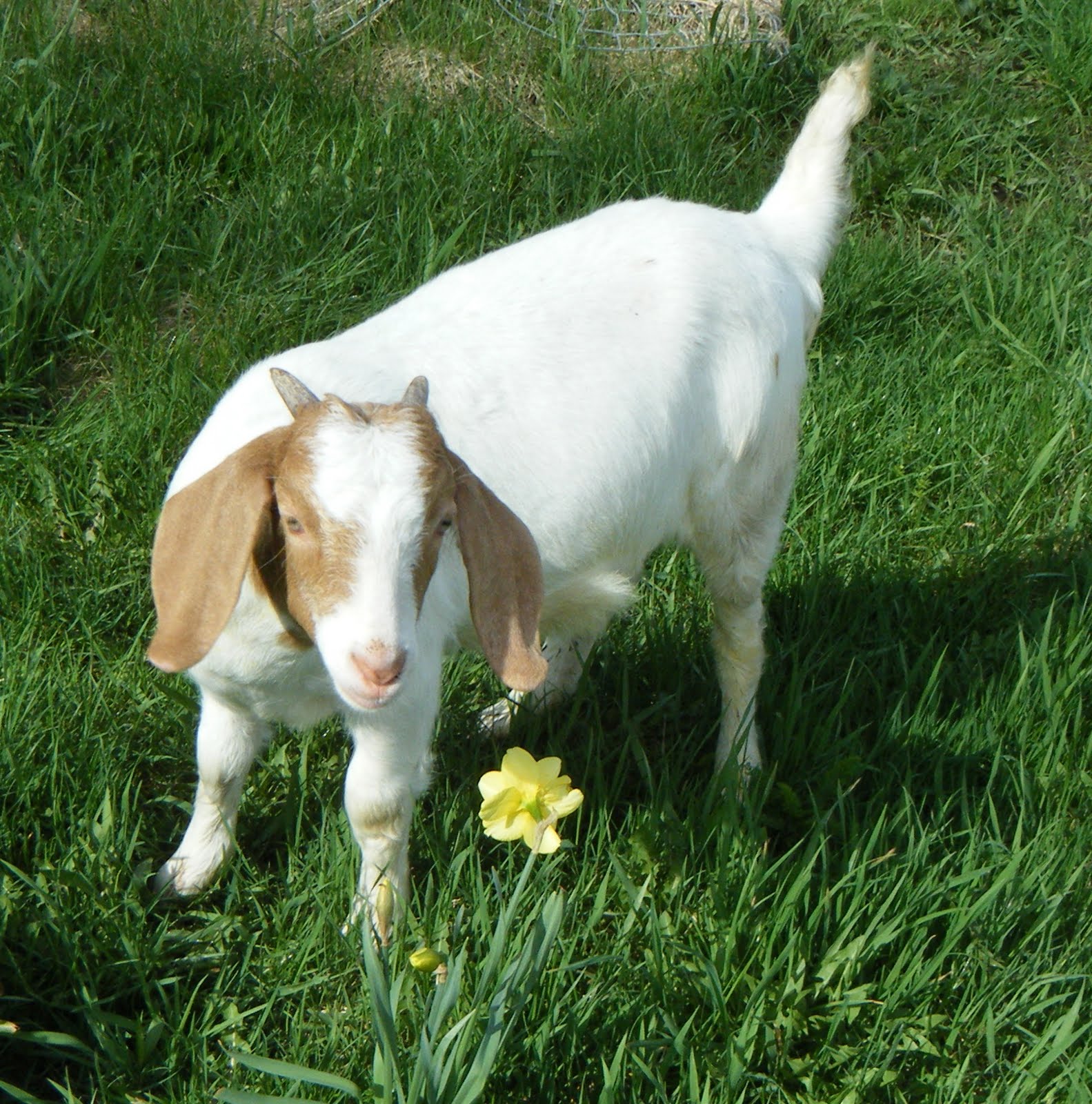 THE GOAT BORROWER: GOATIE SPRING FUN