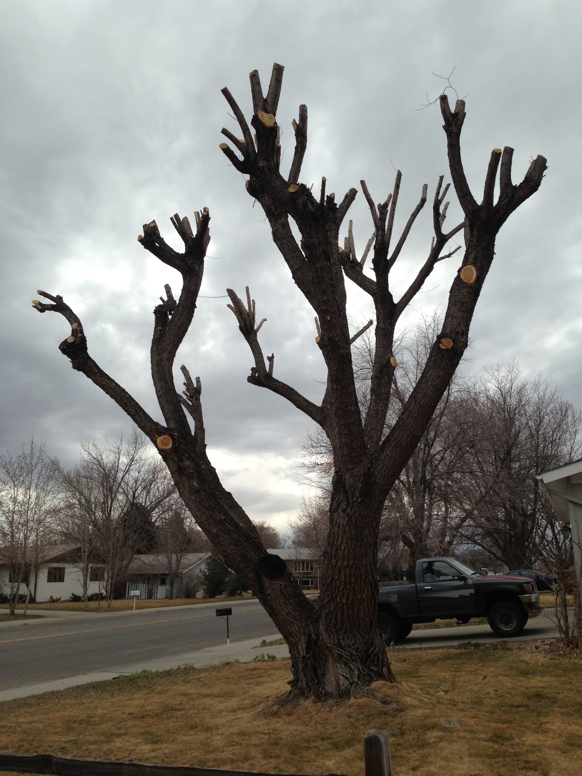 Garden with Betty Cahill: Winter Pruning Punch List