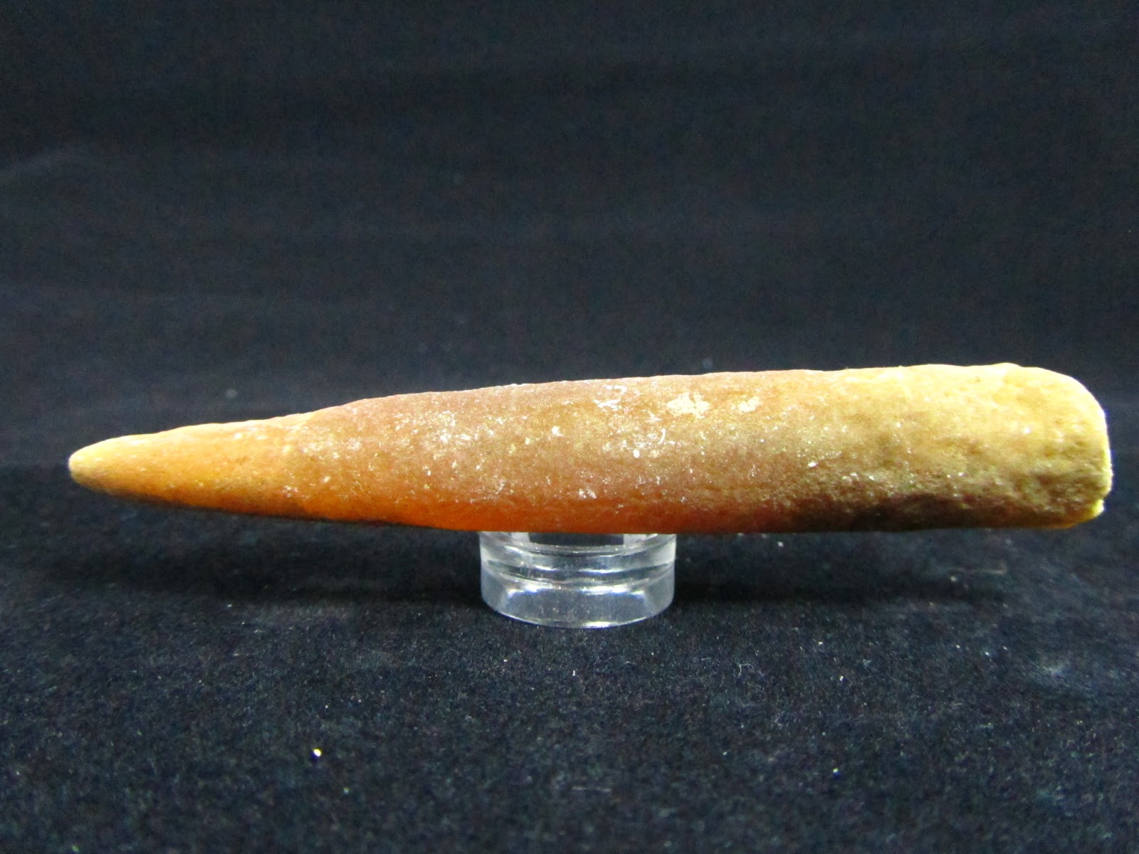 Natural Science: Fossils