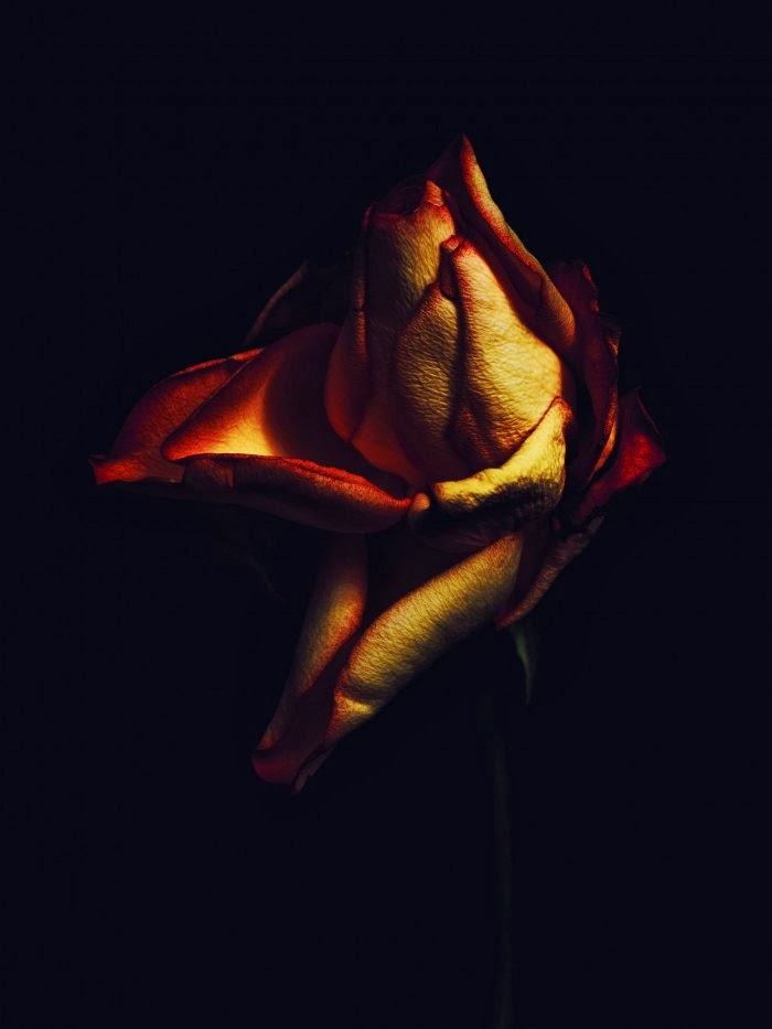 Inspirações: Decaying Flowers