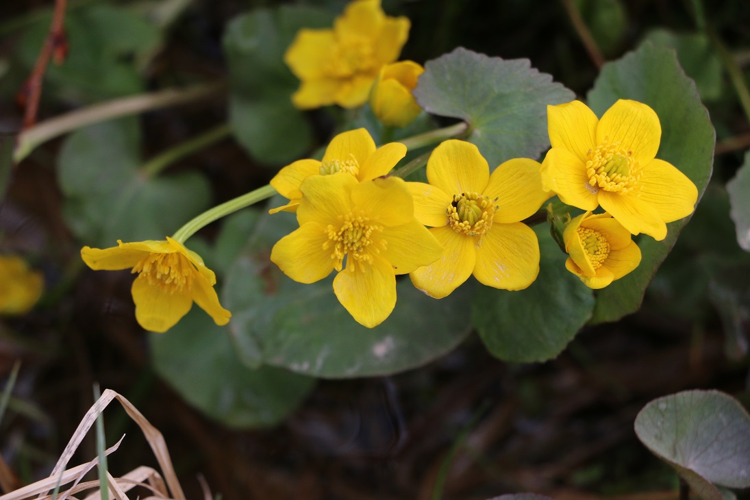 Michigan Exposures: Some Wildflowers