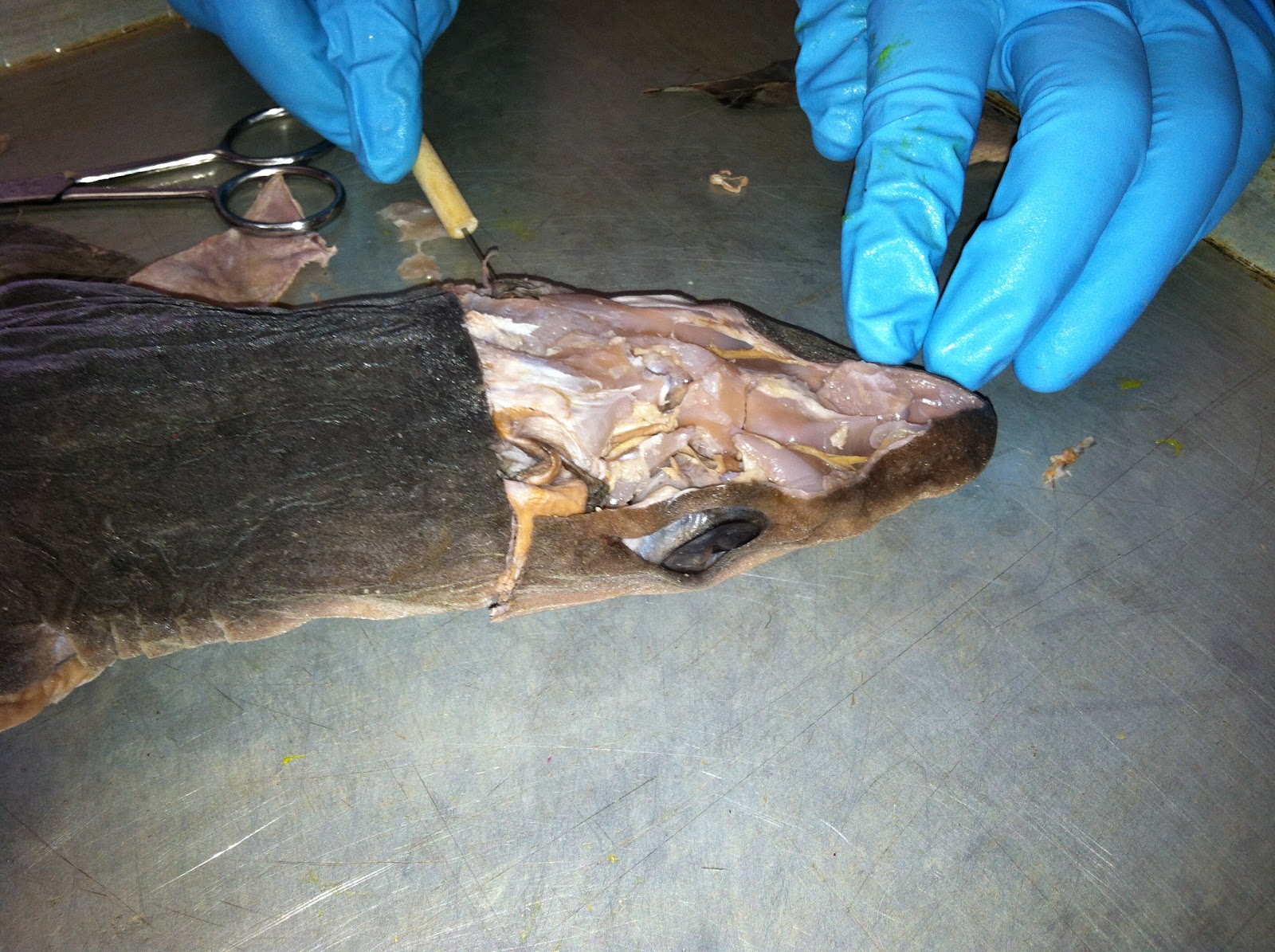 Quileute River Classroom: Sharks in La Push!