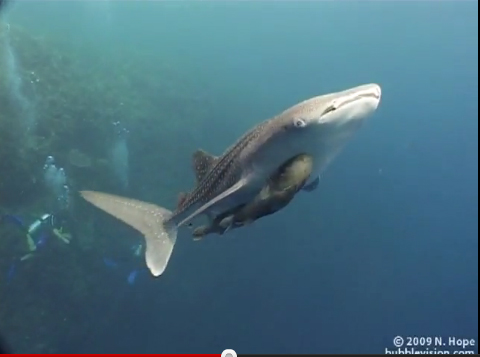 Newborn Whale Shark