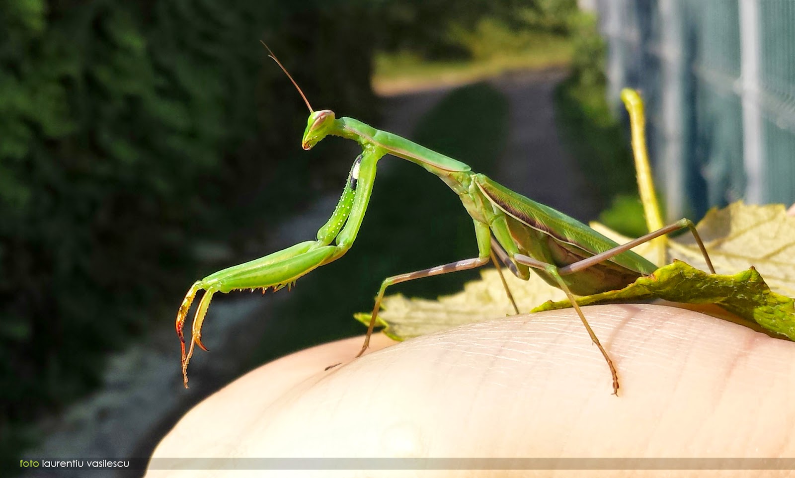 O calugarita, intr-o zi de toamna