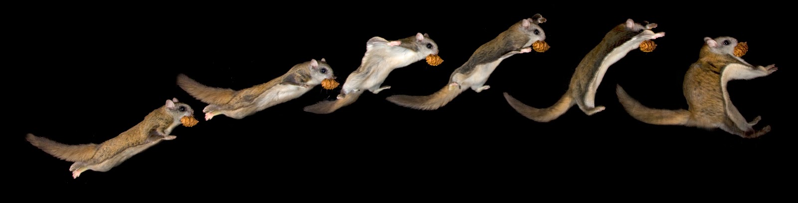 The Squirrel Station: Weekly Squirrel- The Flying Squirrel
