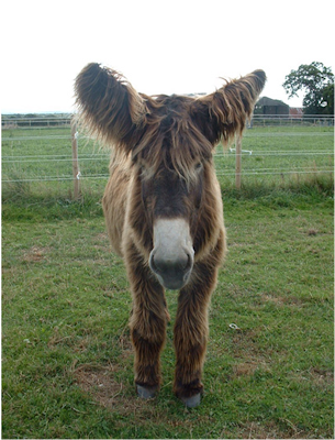 Quigley's Cabinet: Donkey dreadlocks