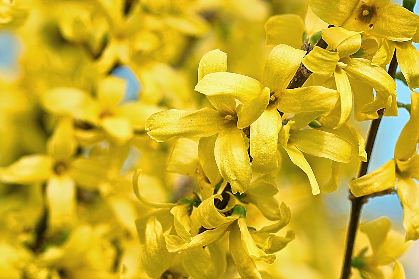 The Colour in Our Lives: Yellow - Reflections and Nature