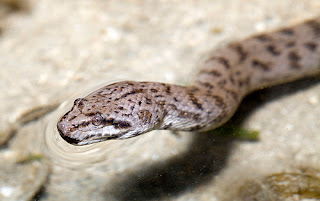 Australian Reptiles you might never heard of ~ The Land Down Under