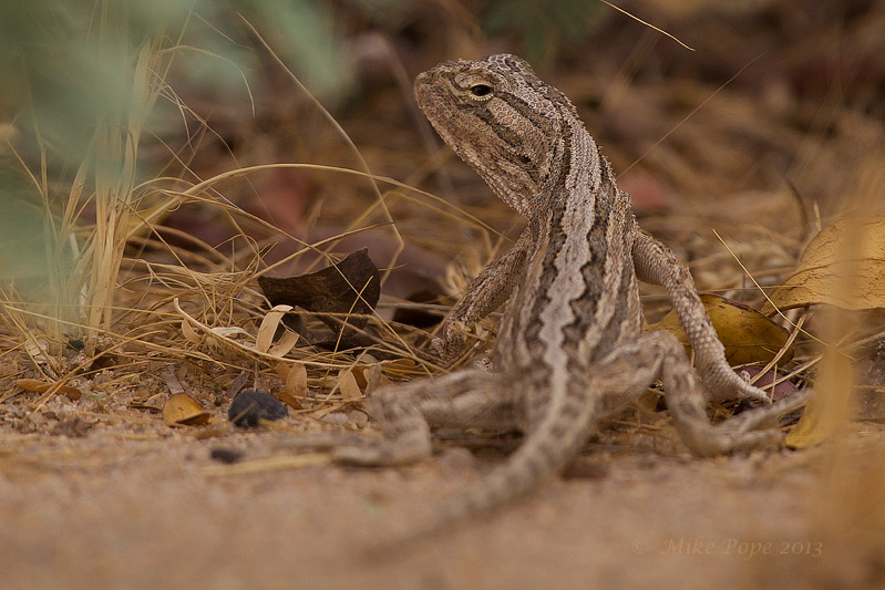 Kuwait Birding: Mission accomplished