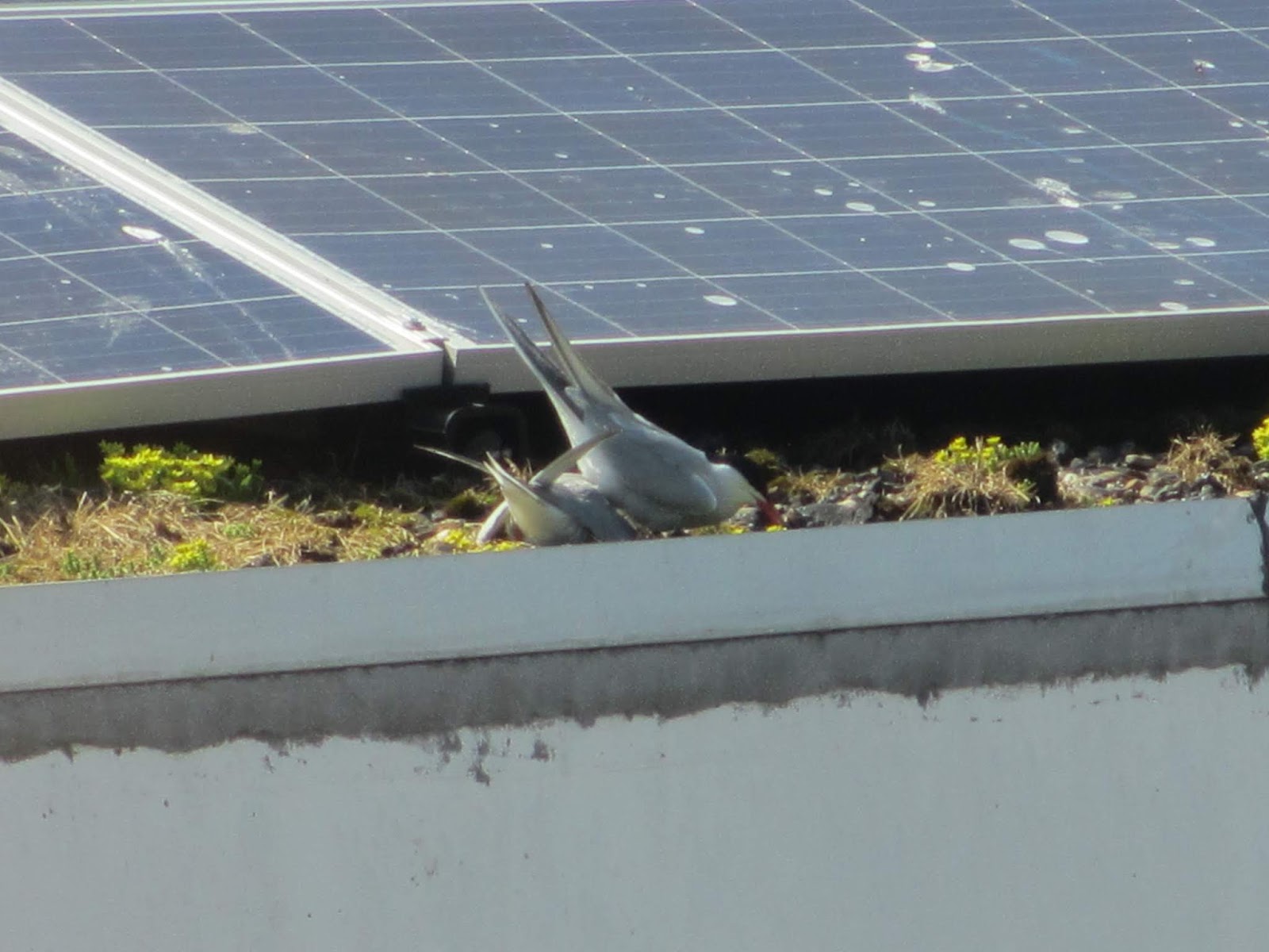 (under construction...): Roof nesting gulls and terns in Amsterdam