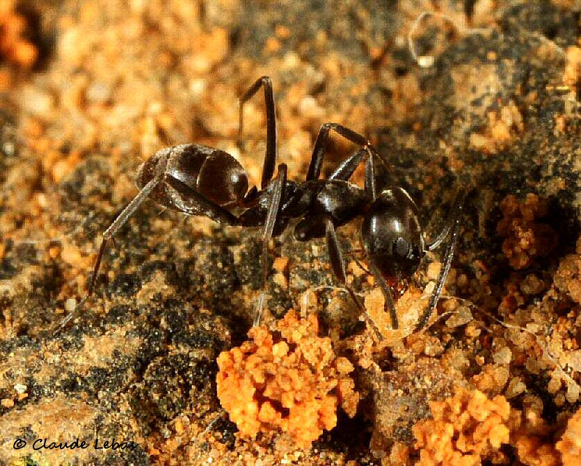 fourmis de Cuba- Hormigas de Cuba- Ants of Cuba: Dorymyrmex insanus