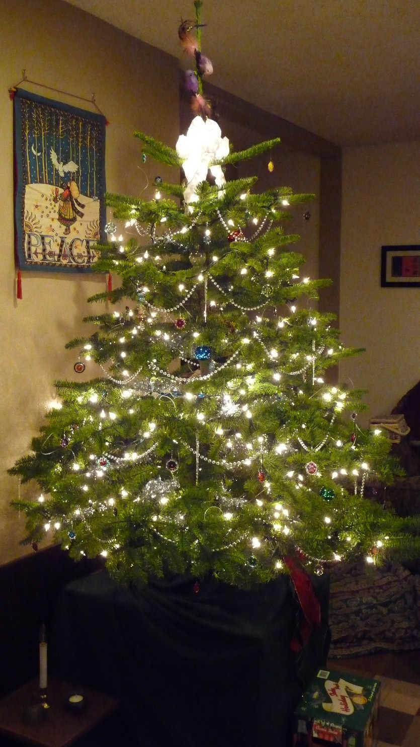 In Your Neighborhood: The Sun-Catcher Tree