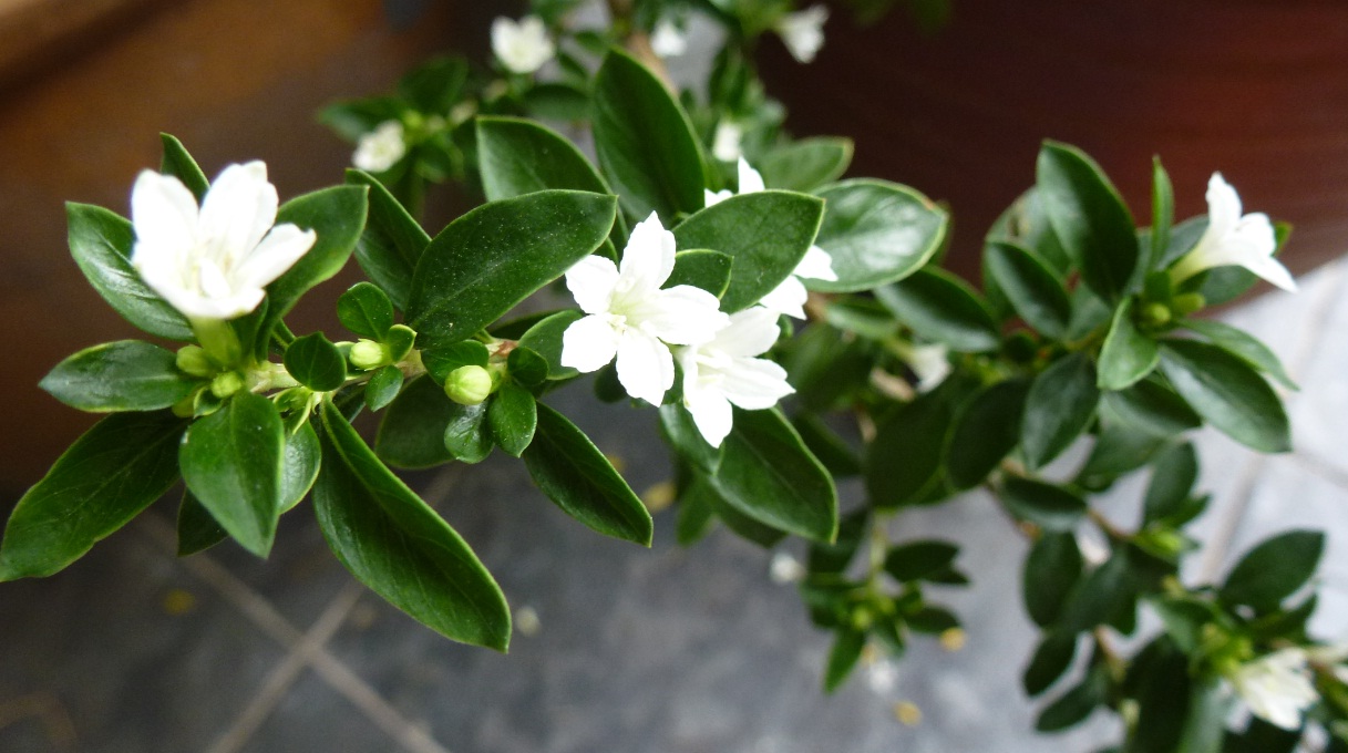 Greenfingers: Pagi yang Nyaman