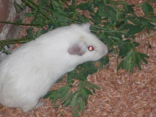 crianza de cuyes: crianza de cuyes