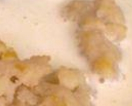 Recetas de comida Boliviana: Tujuré (bebida de maíz)