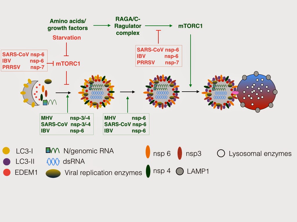 Virology tidbits: Coronavirus nsp-6 and the inhibition of autophagy
