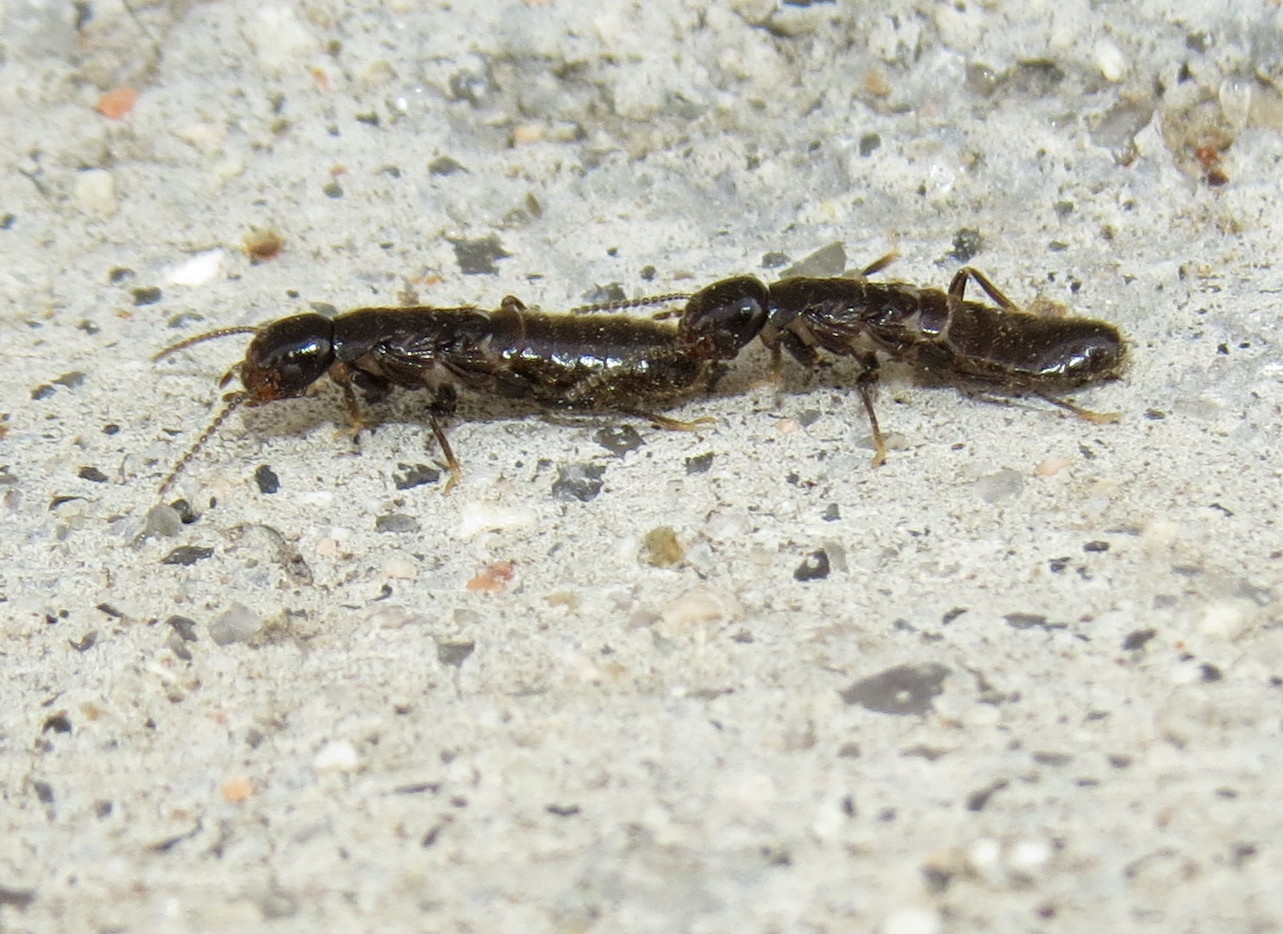 Bug Eric: Predator and Prey: Ants versus Termites