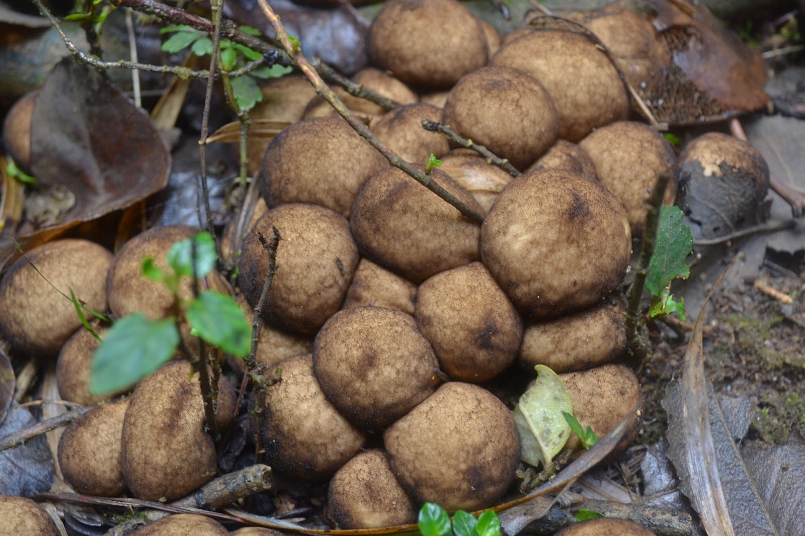 Hongos: Lycoperdon sp.