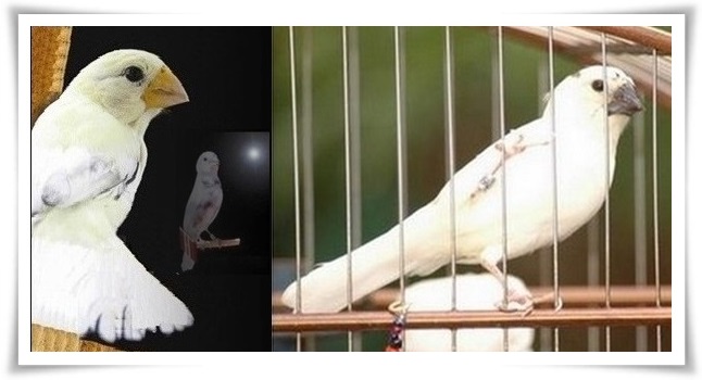 CURIOZEIROS: Curió branco, pássaro raro de extrema beleza!