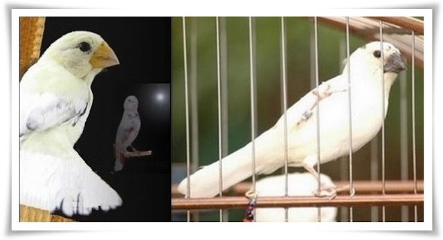 CURIOZEIROS: Curió branco, pássaro raro de extrema beleza!