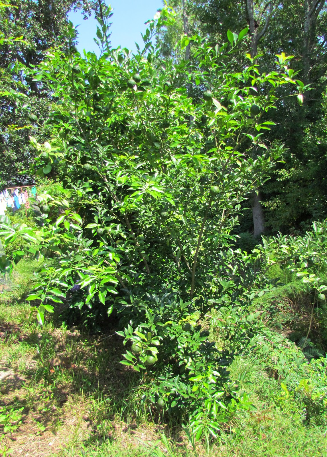 Tim's Backyard: Yuzu - A Cold-hardy and Very Unique Citrus