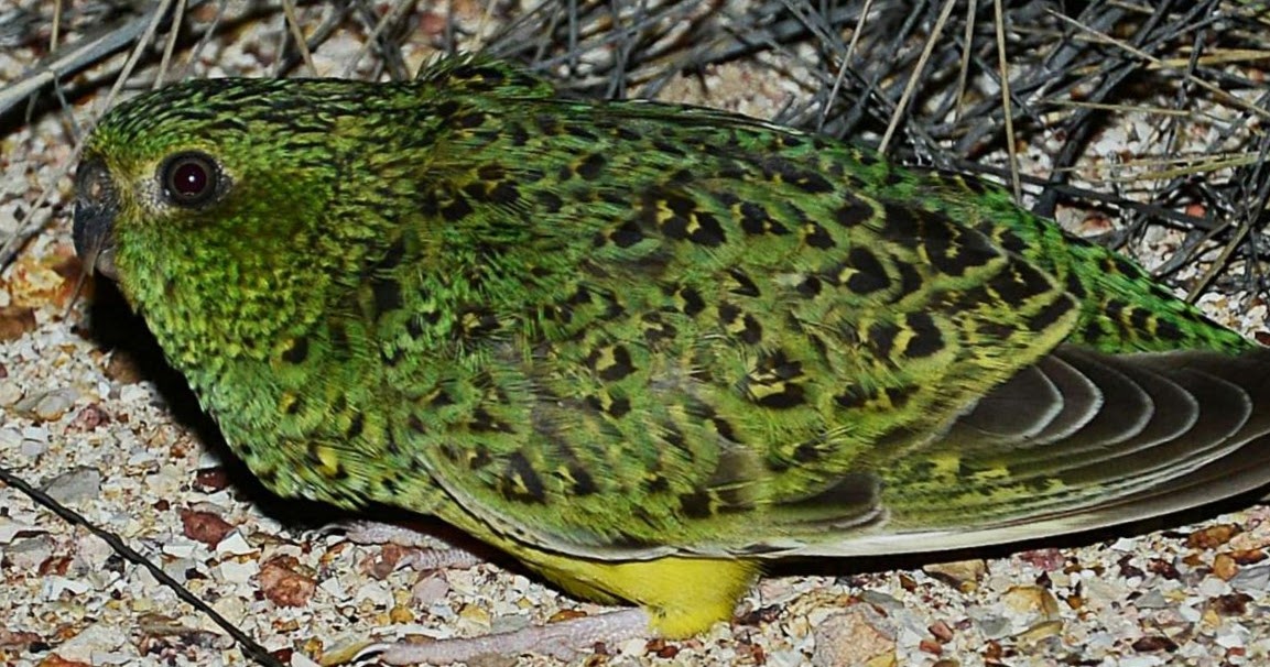 sunshinecoastbirds: Cash for Night Parrot