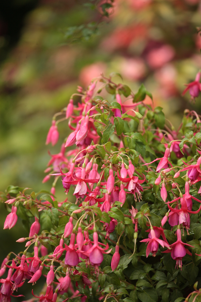 Fortnam Gardens: August is Blooming
