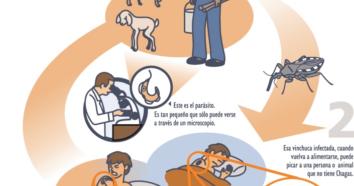 PARASITOLOGIA: FORMA PARASITARIA Y TIPO DE TRANSMISION CHAGAS