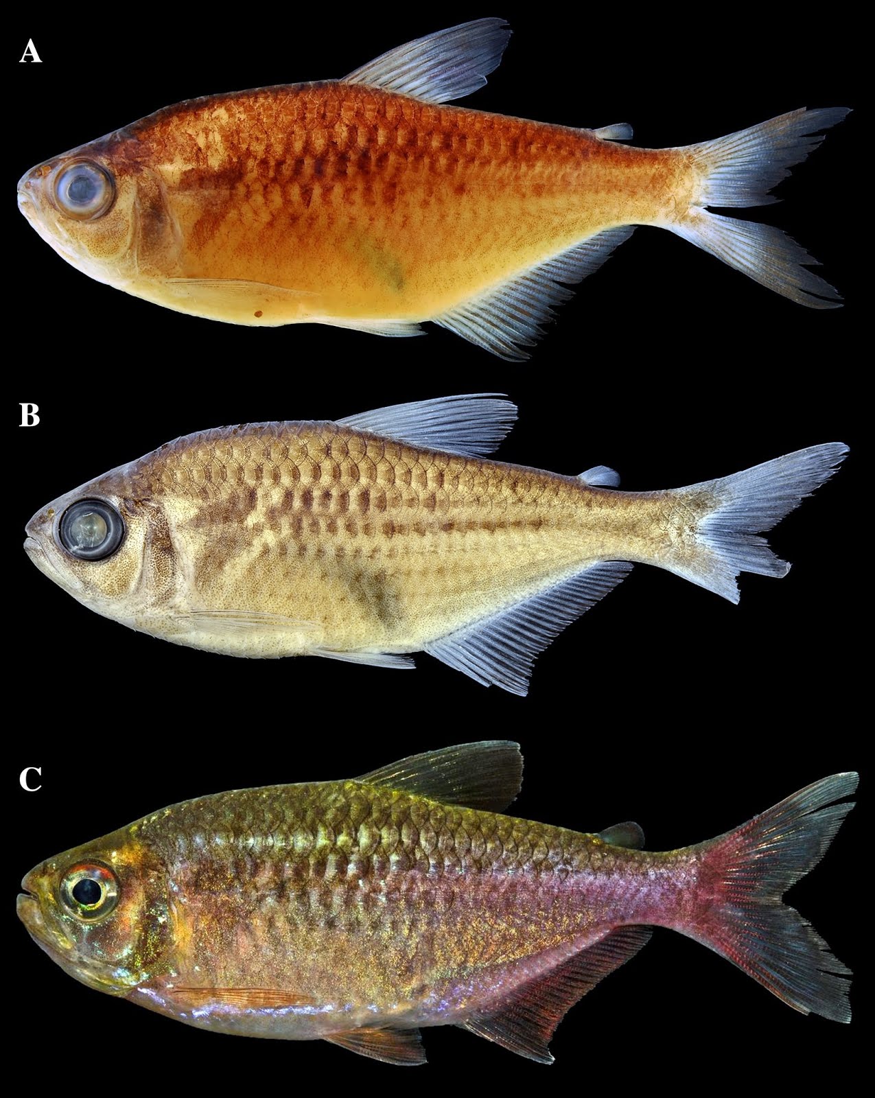 Species New to Science: [Ichthyology • 2019] Moenkhausia bellasomniosa ...